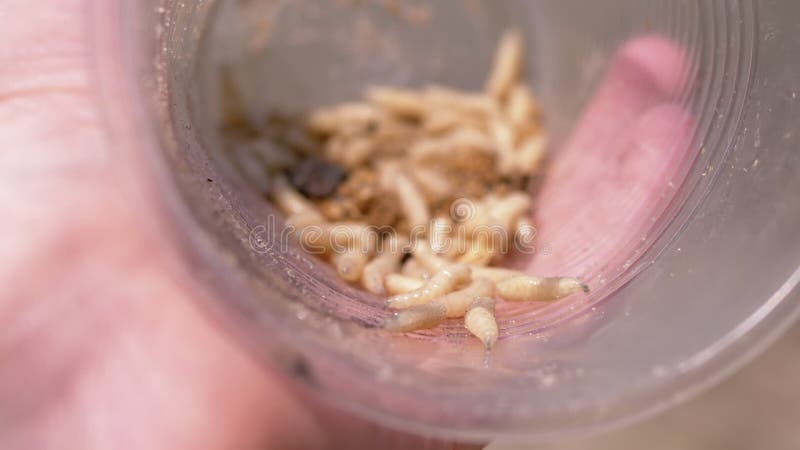 Group of Larvae of White Worms Crawls in a Plastic Cup in the Rays of ...