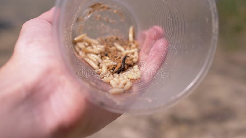Hand Holding a Transparent Plastic Cup with Maggots on a Background of ...