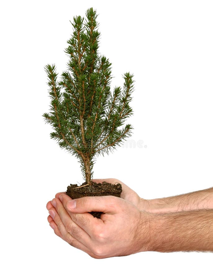 Bonsai tree in hand stock photo. Image of human, isolated - 12067310