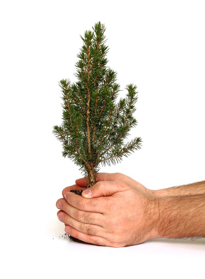 Hand holding tree. stock image. Image of hope, green - 13298763