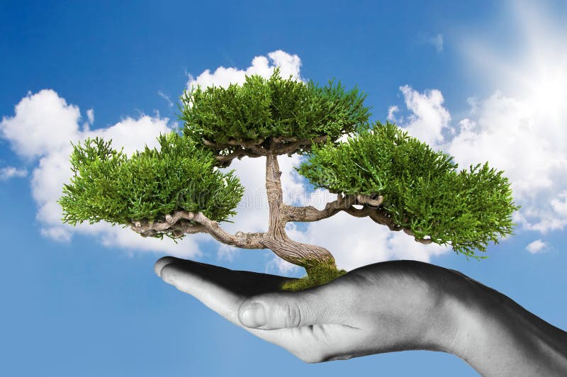 Hand Holding Tree Picture. Image: 9368337
