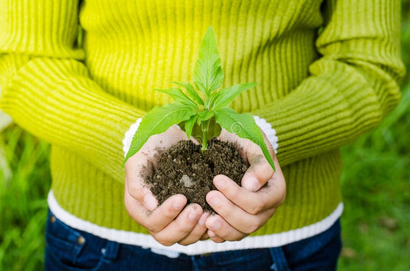 Hand Holding Tree Concept Love the World. Stock Image - Image of fist ...