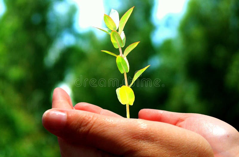 Hand Holding a Tree Seedling Stock Photo - Image of tree, plantation ...