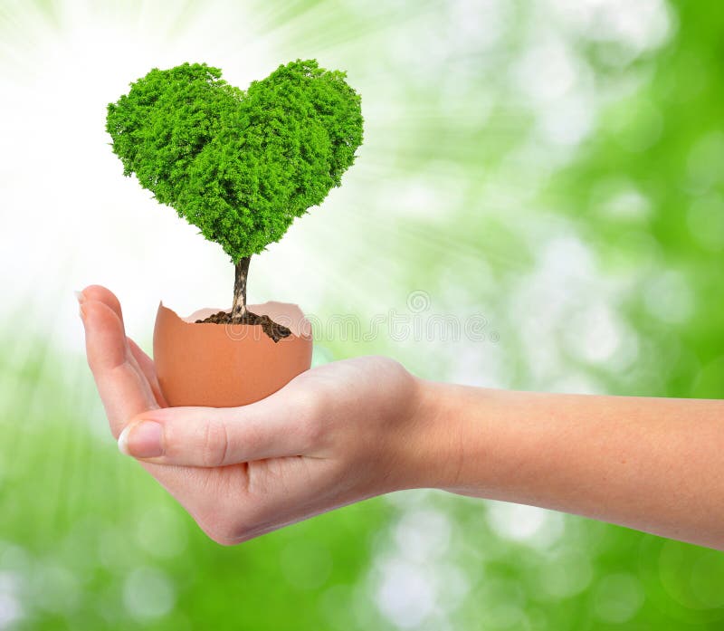 Hand Holding Tree in the Shape of Heart Stock Image - Image of life ...