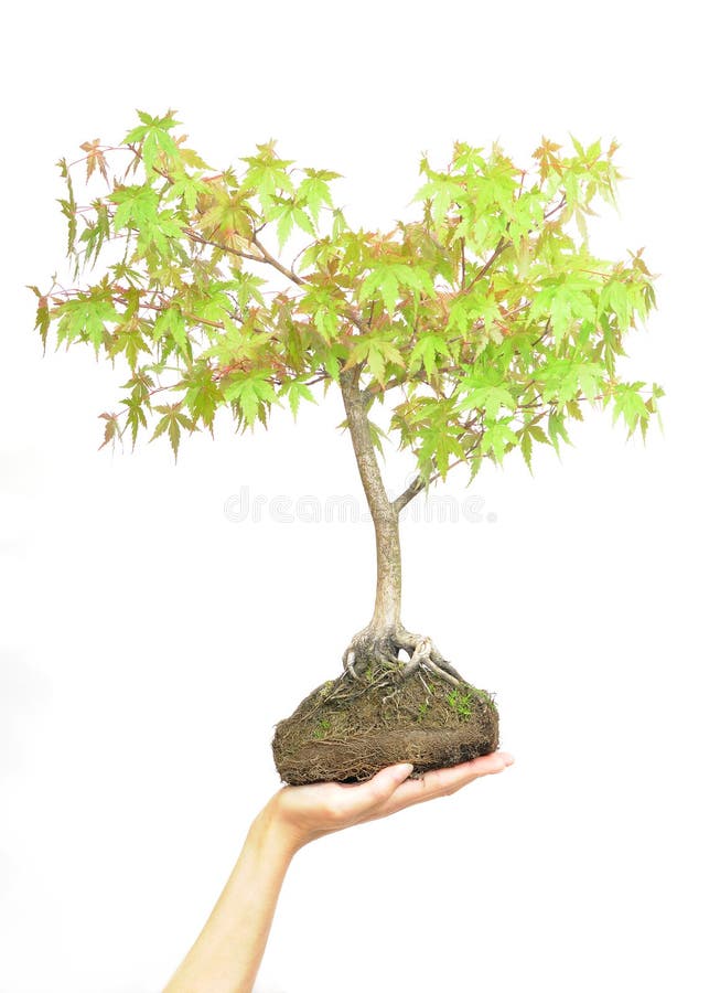 Hand holding tree on white stock image. Image of green - 10671757