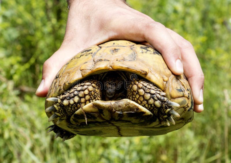 Hand holding turtle stock photo. Image of zoology, juvi - 73083330
