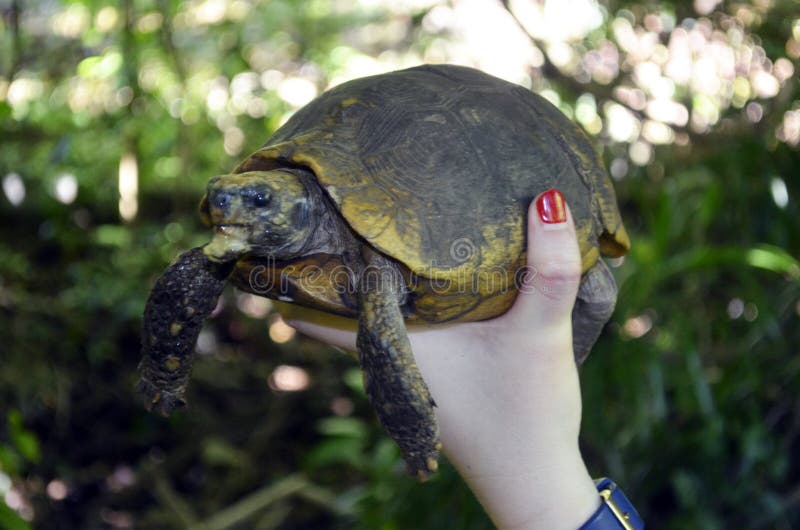 Boy holding sea turtle stock photo. Image of smile, caretaker - 4028582
