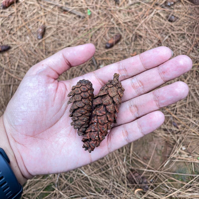 A Hand Holding Two Brown Pine Cone Tree in a Pine Tree Forest Stock Photo - Image of nature ...