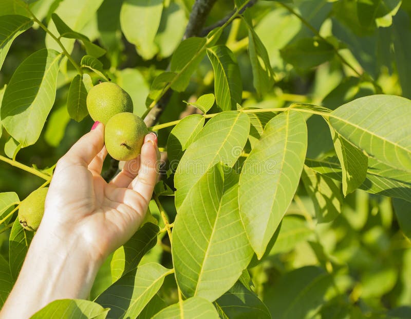 Hand holding walnut stock image. Image of shell, plant - 59879425