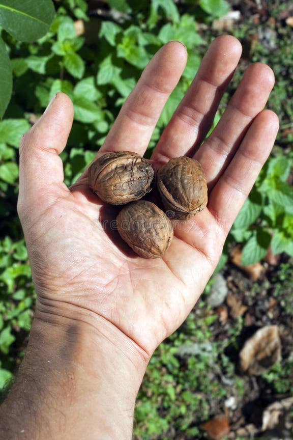 Hand holding walnuts stock image. Image of diet, hand - 18343643
