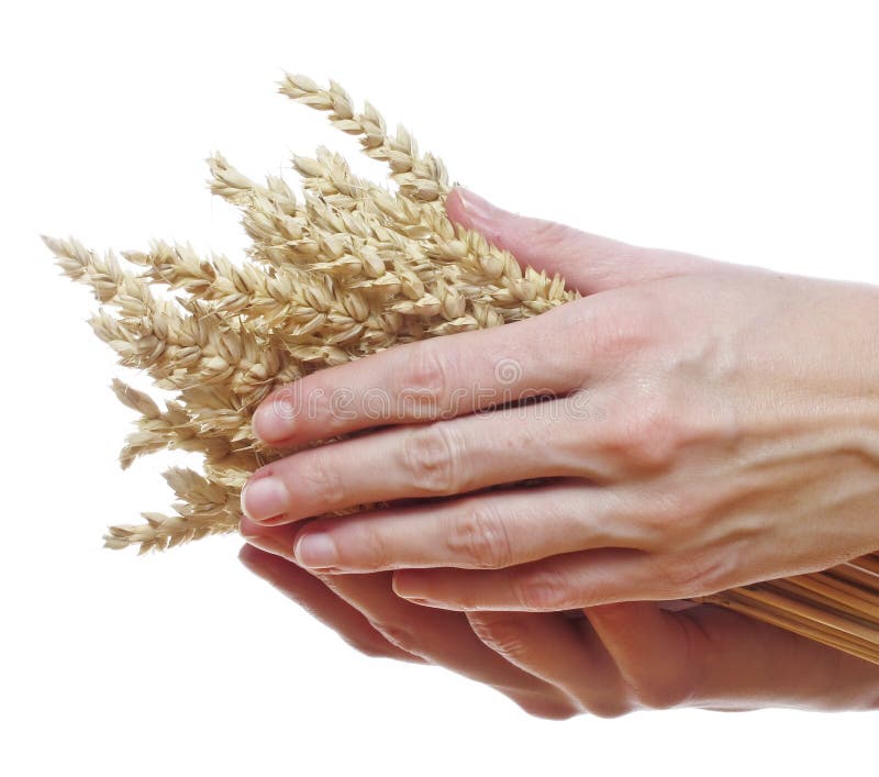 Hand holding wheat stock image. Image of harvest, food - 18029453