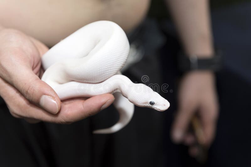 644 Baby Python Stock Photos - Free & Royalty-Free Stock Photos from ...
