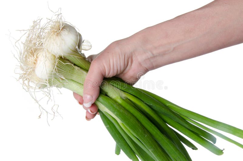Green stalks of onions stock image. Image of green, food - 21584641