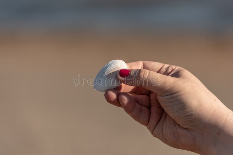 Hand Holding a White Sea Shell.. Stock Image - Image of girl, ocean ...