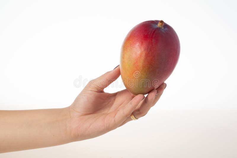 Hand Holding Whole Mango Isolated on White Background Stock Photo ...