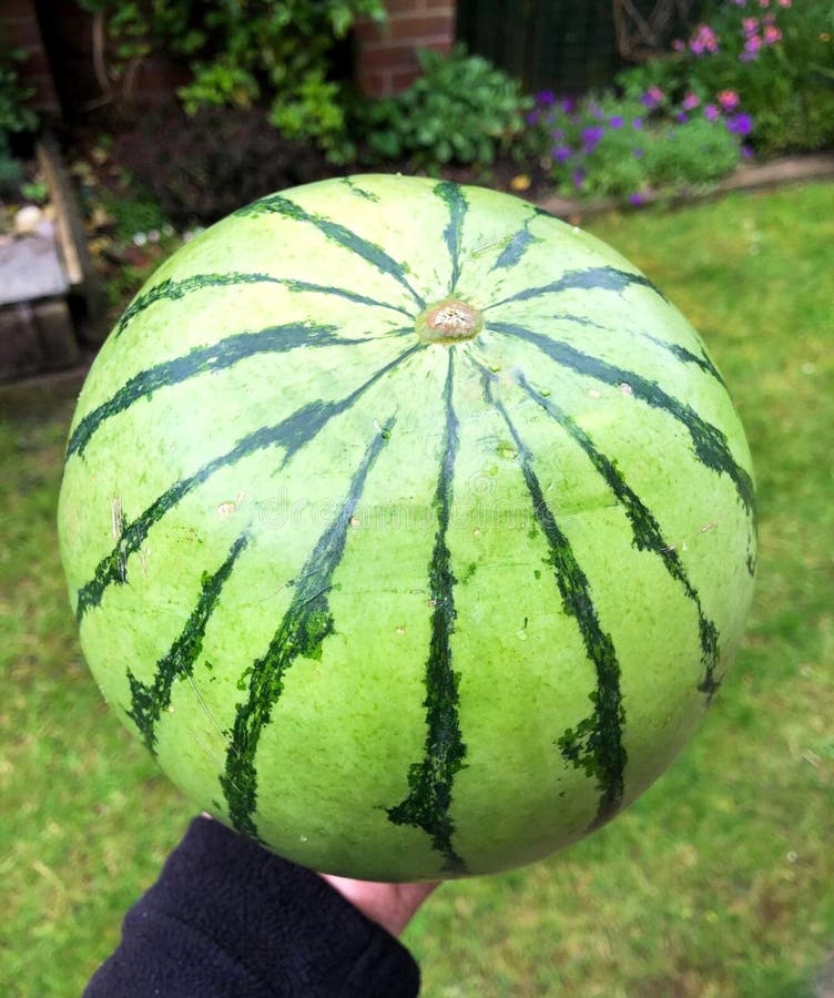 A Hand Holding a Whole Round Watermelon Stock Photo - Image of fruit ...
