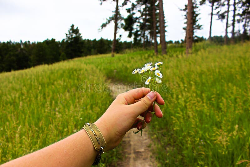 Flowers and Fields stock photo. Image of path, white - 134870332