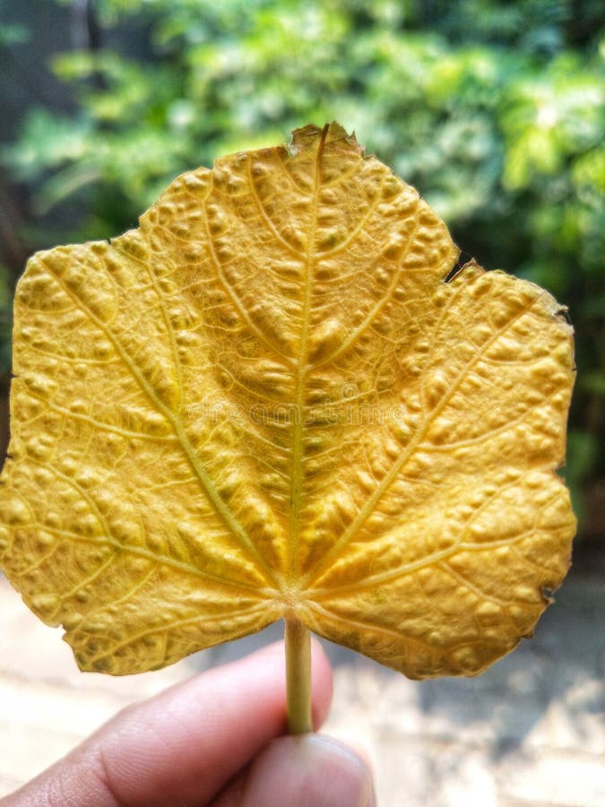 A Hand Holding a Yellow Castor (Ricinus Communis) Leaf. Blur Background ...