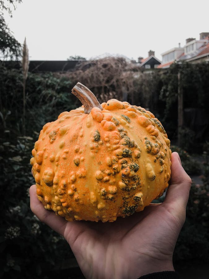 Hand Holding a Yellow Ripe Pumpkin Stock Photo - Image of natural ...