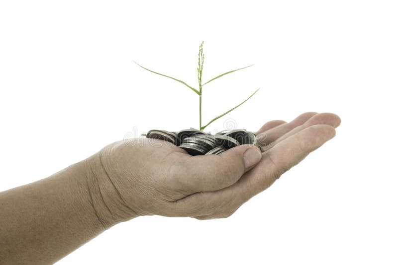 Hand Holding a Young Tree Growing on Coins on White Background Stock ...