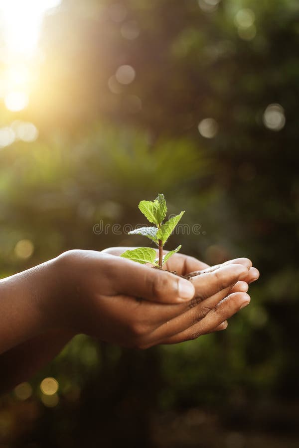 Hand Holding a Young Tree Sapling,caring for Plants Stock Photo - Image ...
