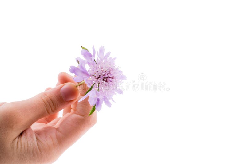 Hand HoldingA Purple Flower Stock Photo - Image of bloom, symbol: 119368824