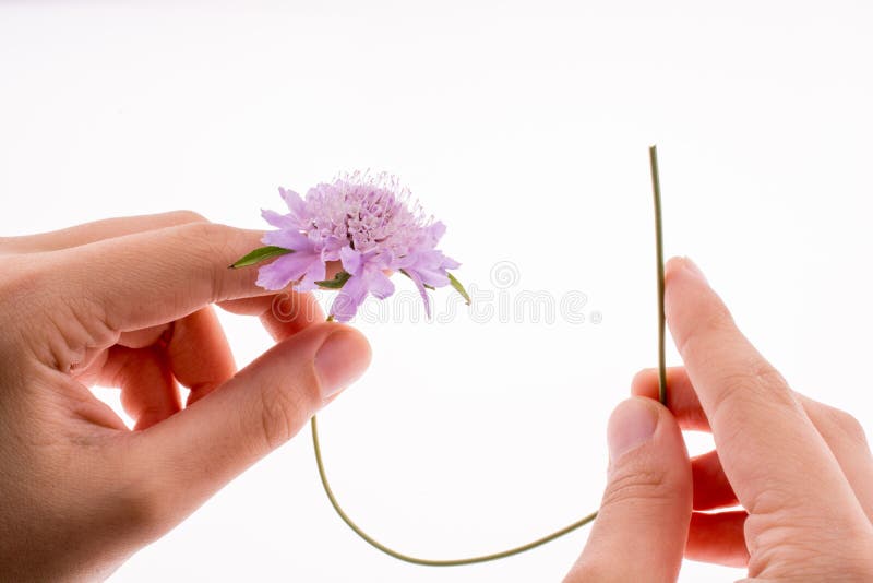 Hand HoldingA Purple Flower Stock Image - Image of growth, hold: 145712269