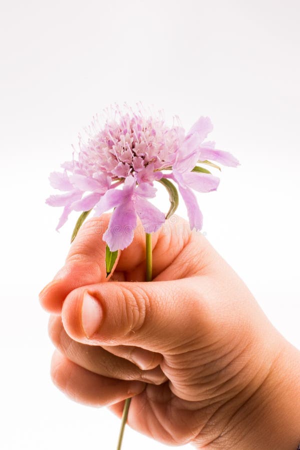 Hand HoldingA Purple Flower Stock Image - Image of growth, garden: 71150457