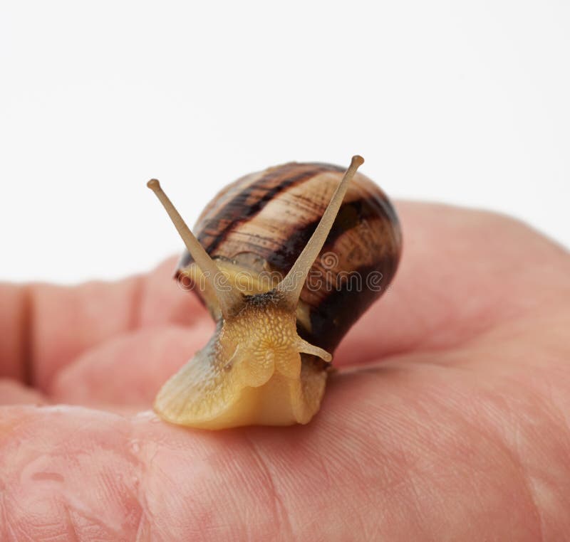 Hand Holds a Brown Snail on a White Isolated Background Stock Photo ...