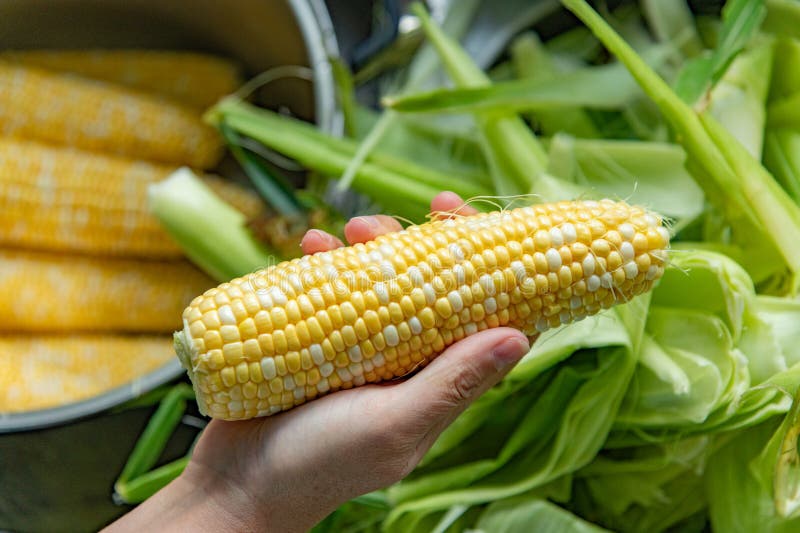 Fresh Corn on the Cob Being Prepared for a Meal Stock Photo - Image of ...