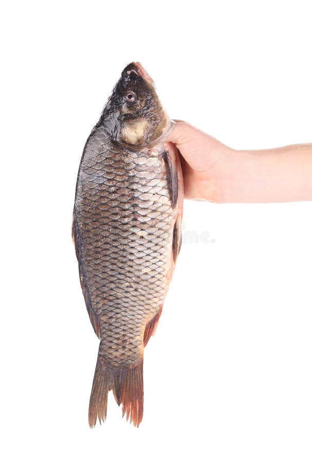 Hand holds fresh fish stock image. Image of natural, freshness - 39666451