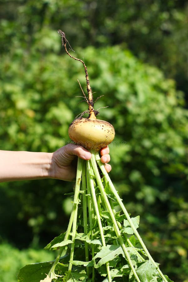 Hand Holds Fresh Turnip, on the Blurred Green Background Stock Photo ...