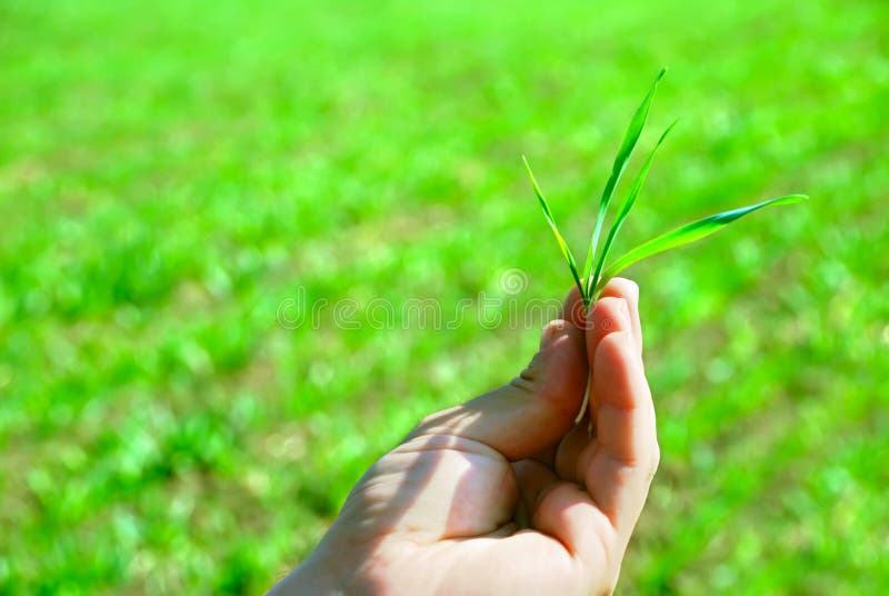 Hand holds a green grass stock image. Image of conceptual - 9103435