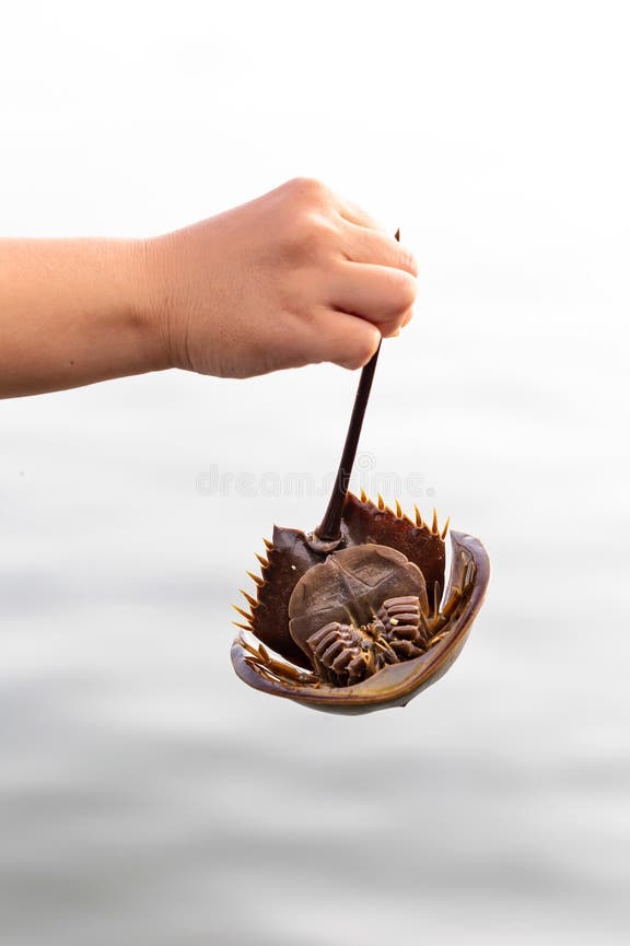 Horseshoe Crab Live on Dutch Beach Stock Photo - Image of dutch, fish ...