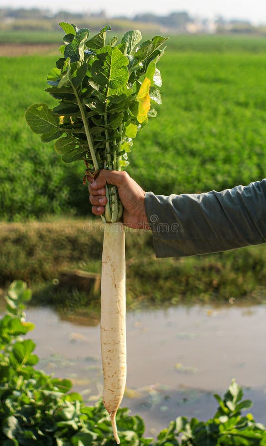 A Hand Holds a Large White Daikon Radish Freshly Pulled from the Ground ...