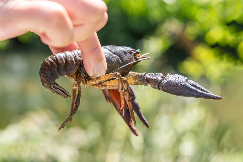 Hand Holds Live River Crawfish Close-up Outdoors Stock Photo - Image of ...