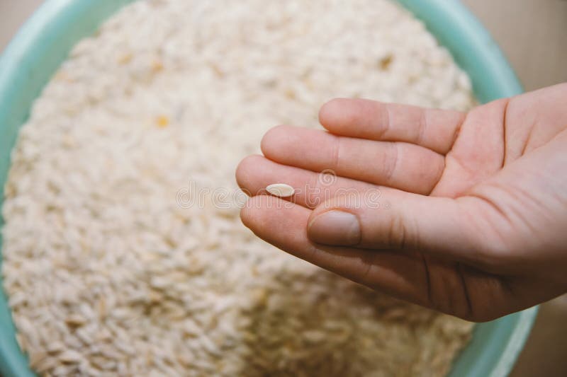 The Hand Holds One Cucumber Seed. at the Bottom is a Group of White ...