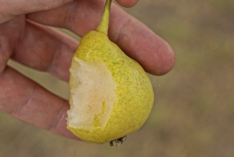 170 Bitten Pear Stock Photos - Free & Royalty-Free Stock Photos from ...