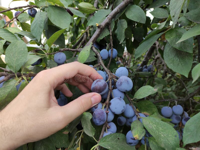 Hand Holds Plum Fruits on the Tree Stock Photo - Image of grow, branch ...