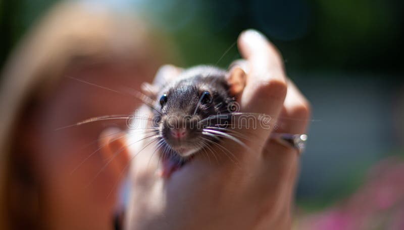 The Hand Holds the Rat& X27;s View with Close Up Stock Photo - Image of ...