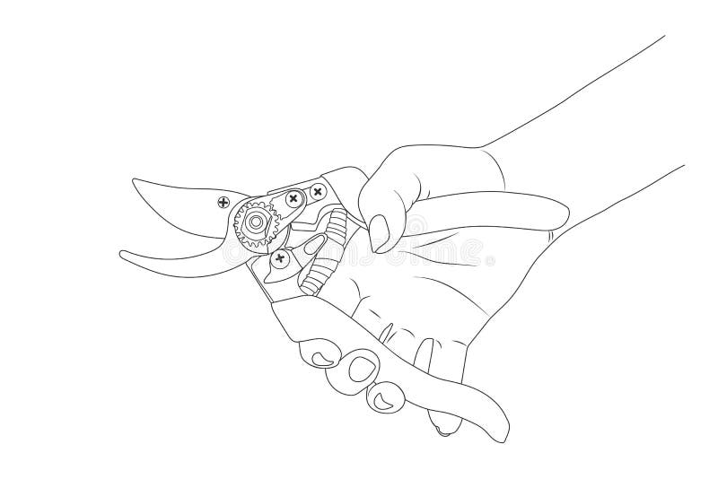 Hand Holds Secateurs, Scissors for Trimming Branches. Vector Stock ...