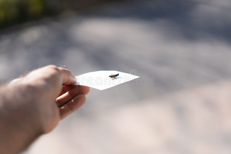 Hand Holds a Sheet of Paper Stock Photo - Image of outdoor, note: 163893744