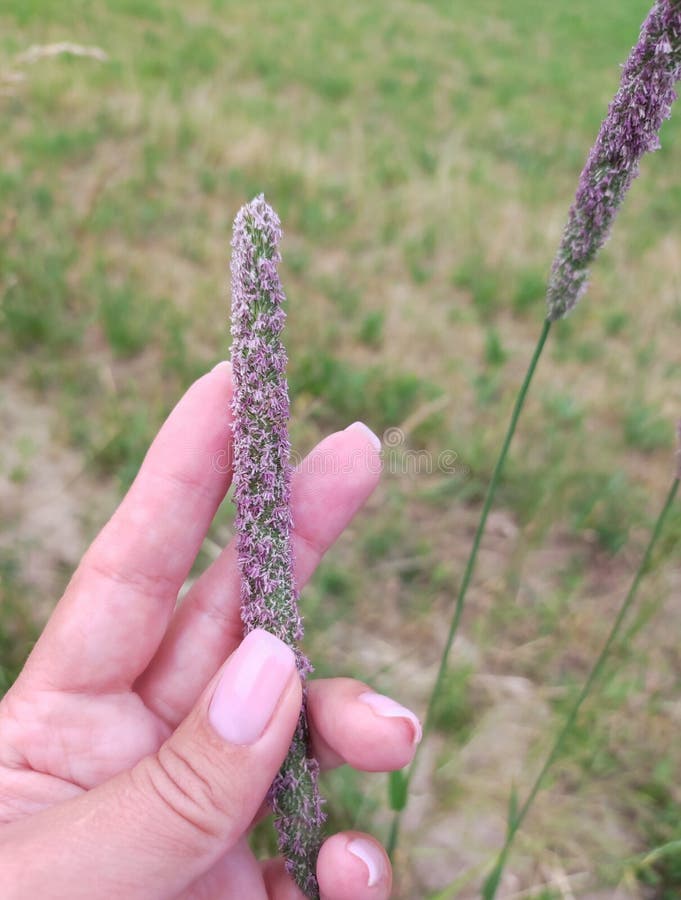 A Spike of Wild Grass Against a Green Field. Stock Image - Image of green, close: 387768363
