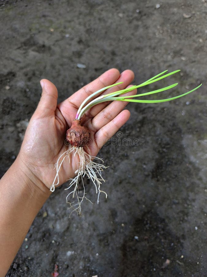 A Hand Holds a Sprouting Shallot with Roots, Ready for Planting. Stock ...