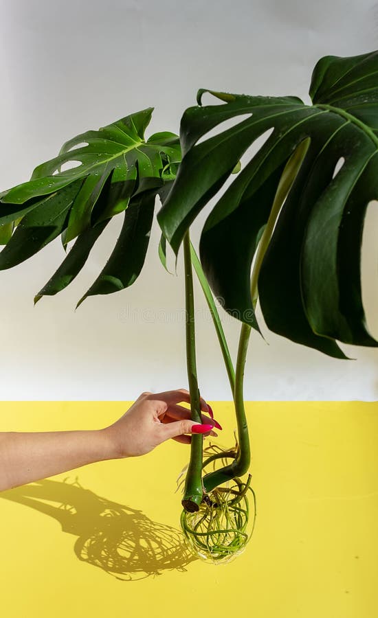 Stem of Monstera stock image. Image of stalk, ceriman - 23057759