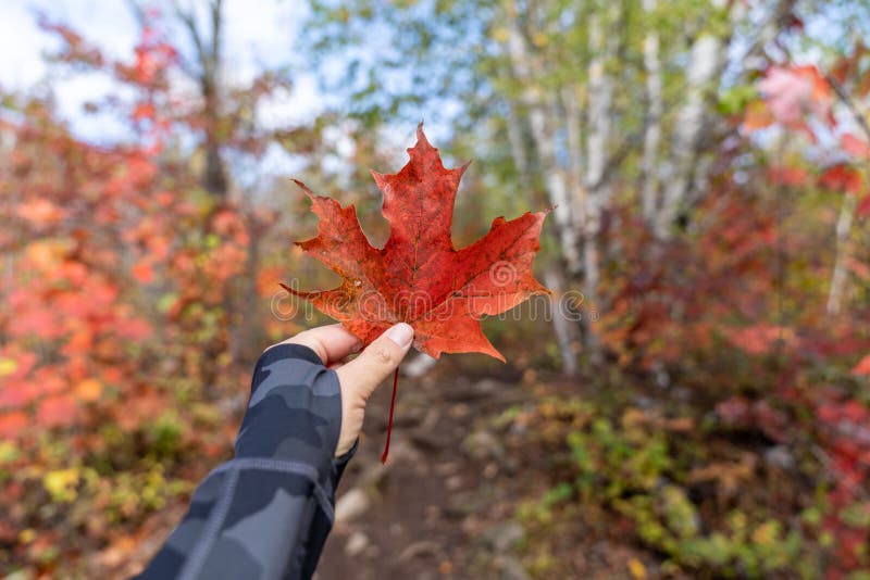 Hand Holds Up a Giant Red Maple Leaf while on a Hike in Minnesota Stock ...