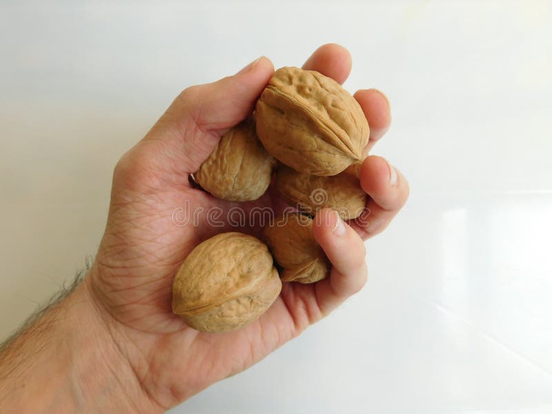 Hand with walnut stock photo. Image of walnut, hand, fatty - 16865338