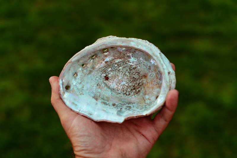 Hand Holding a White Shell with Grass Background Stock Illustration ...