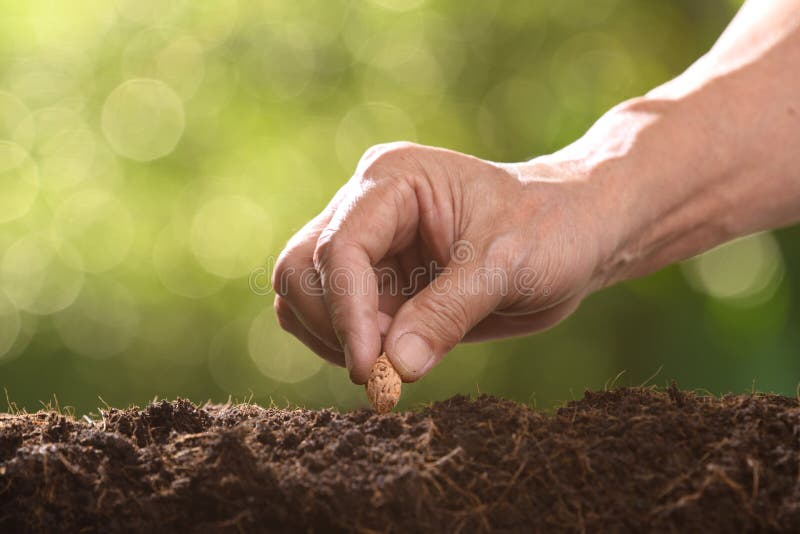 Seedling Concept By Human Hand, Human Seeding Seed In Soil Stock Photo ...