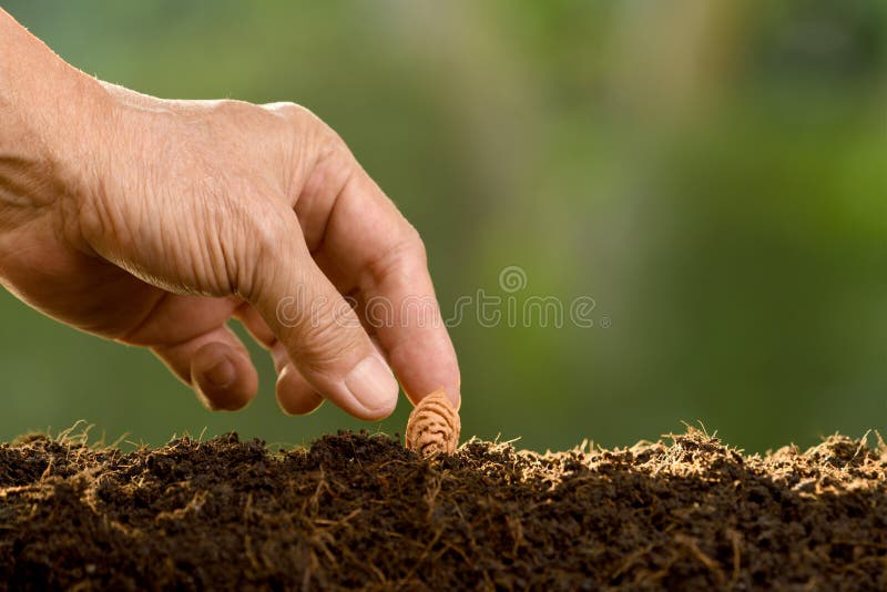 Planting seeds stock photo. Image of cultivated, nature - 69648080